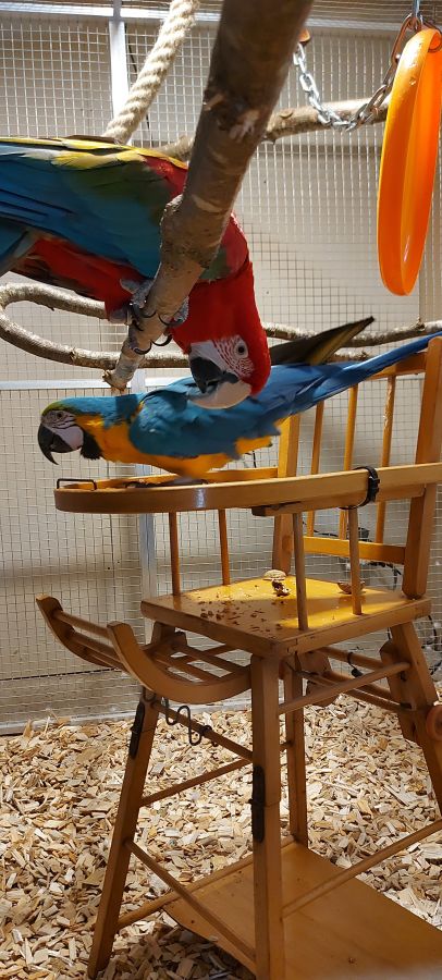 Jeune couple de ara - 70140 - unCompagnon.fr