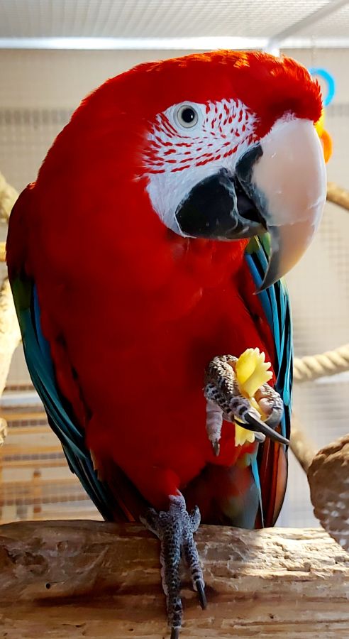 Jeune couple de ara - 70140 - unCompagnon.fr