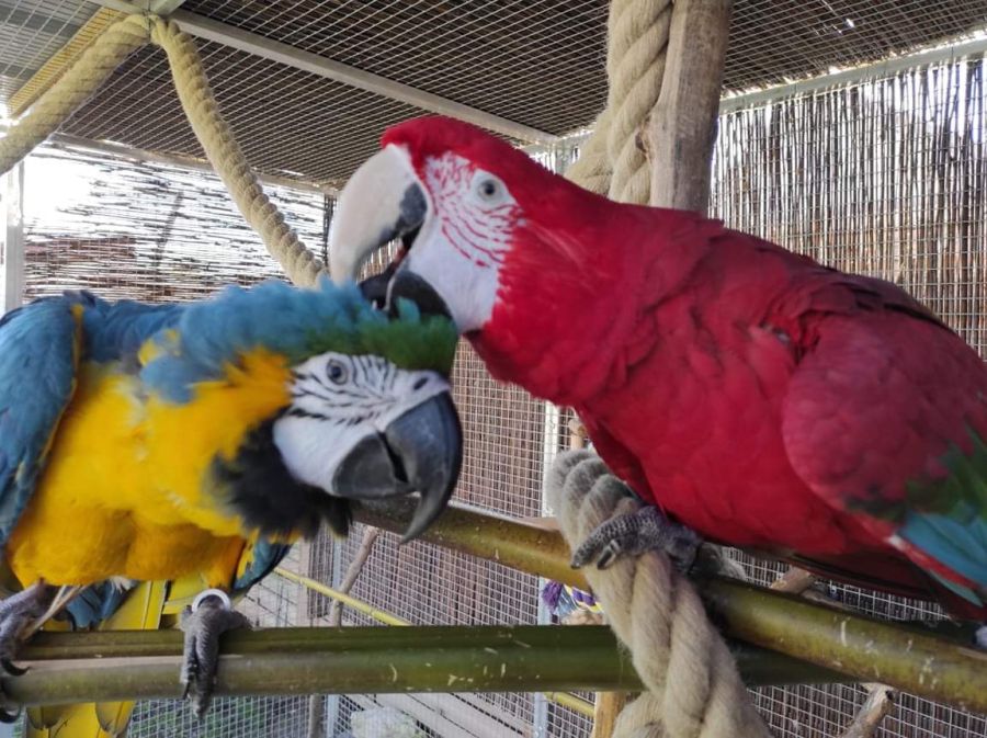 Jeune couple de ara - 70140 - unCompagnon.fr