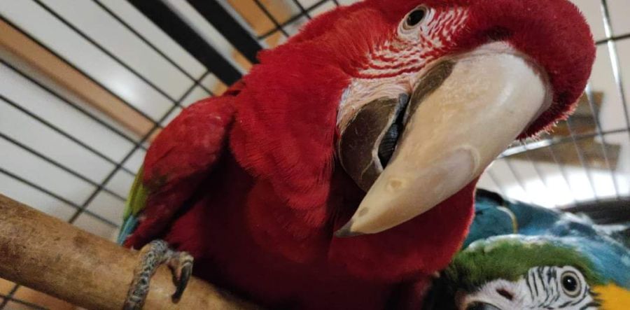 Jeune couple de ara - 70140 - unCompagnon.fr