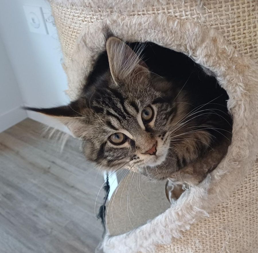 Chaton male maine coon loof - 51450 - unCompagnon.fr