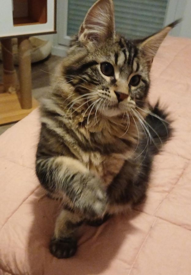 Chaton male maine coon loof - 51450 - unCompagnon.fr