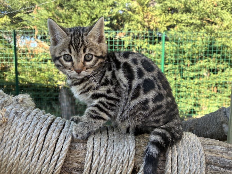 Chaton bengal brown loof - 30300 - unCompagnon.fr