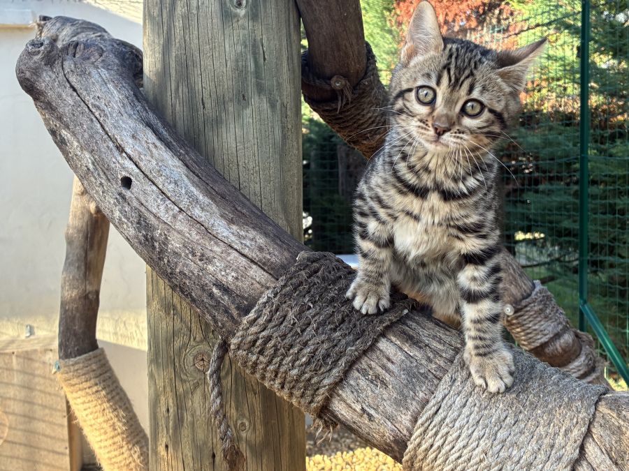 Chaton bengal brown loof - 30300 - unCompagnon.fr