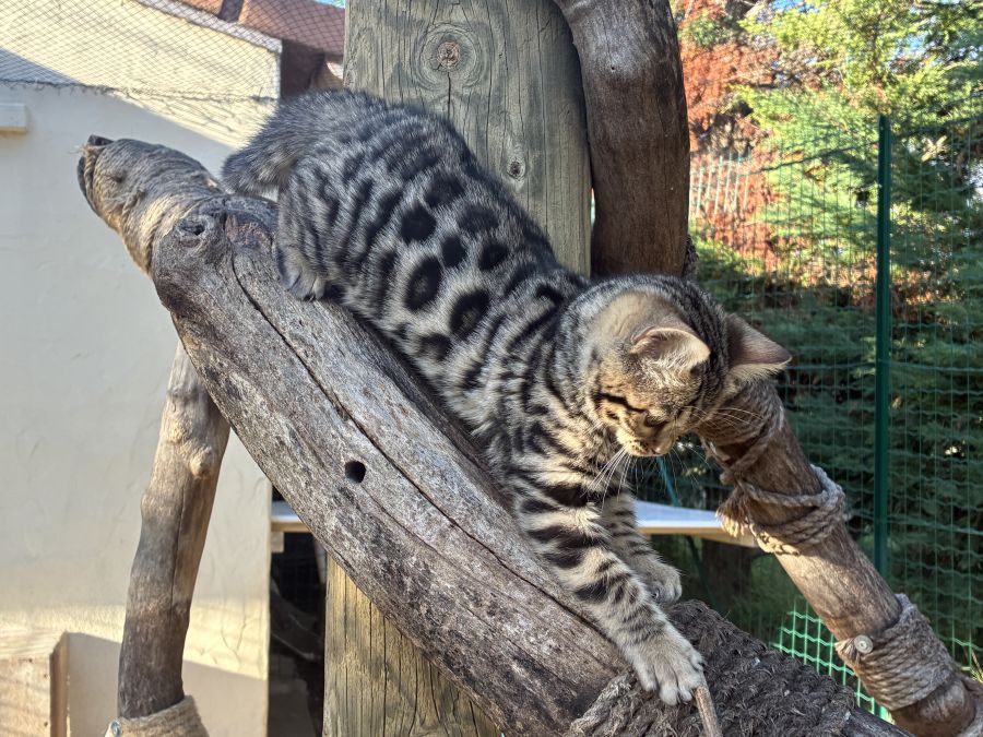 Chaton bengal brown loof - 30300 - unCompagnon.fr