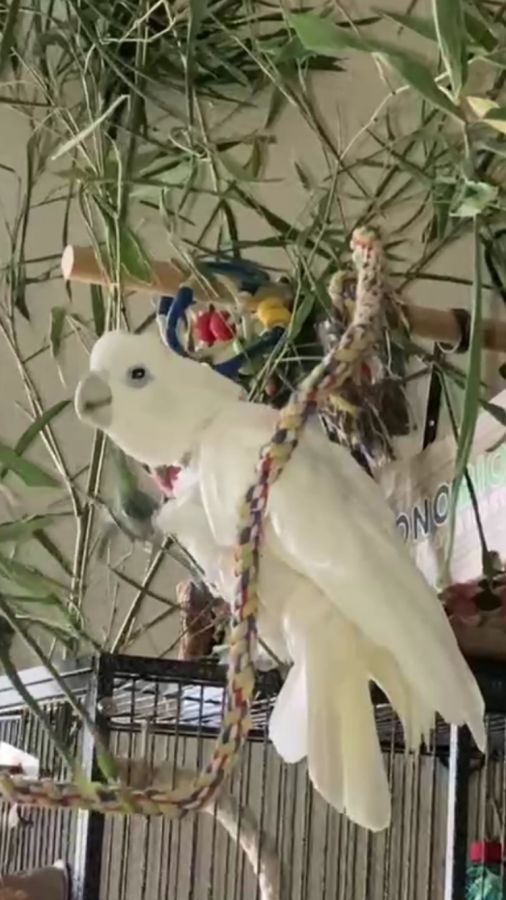 Cacatoes ducorps - 31800 - unCompagnon.fr