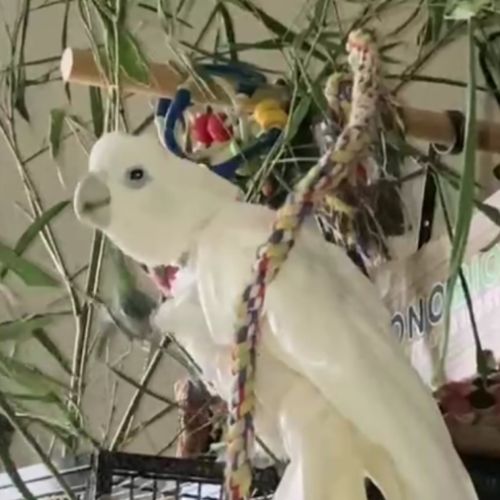 Cacatoes ducorps - 31800 - unCompagnon.fr