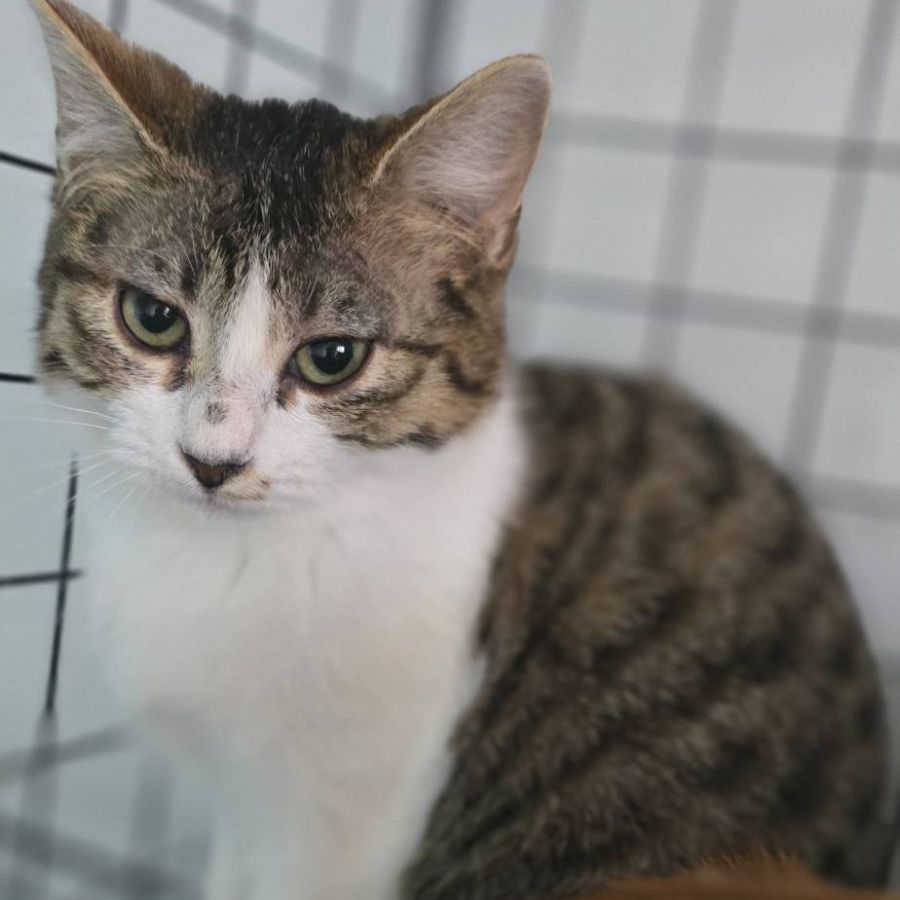 Chaton sirius - 26100 - unCompagnon.fr