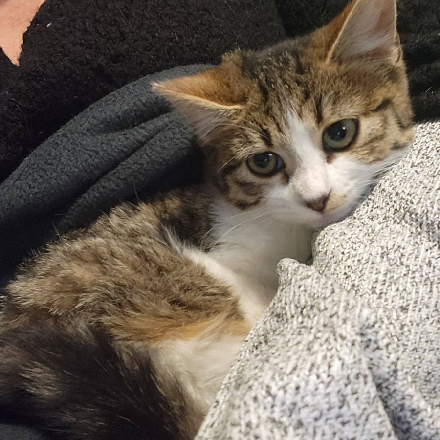 Chaton sirius - 26100 - unCompagnon.fr