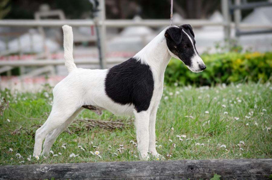 Vend chiots fox terrier poil lisse, lof - 77580 - unCompagnon.fr
