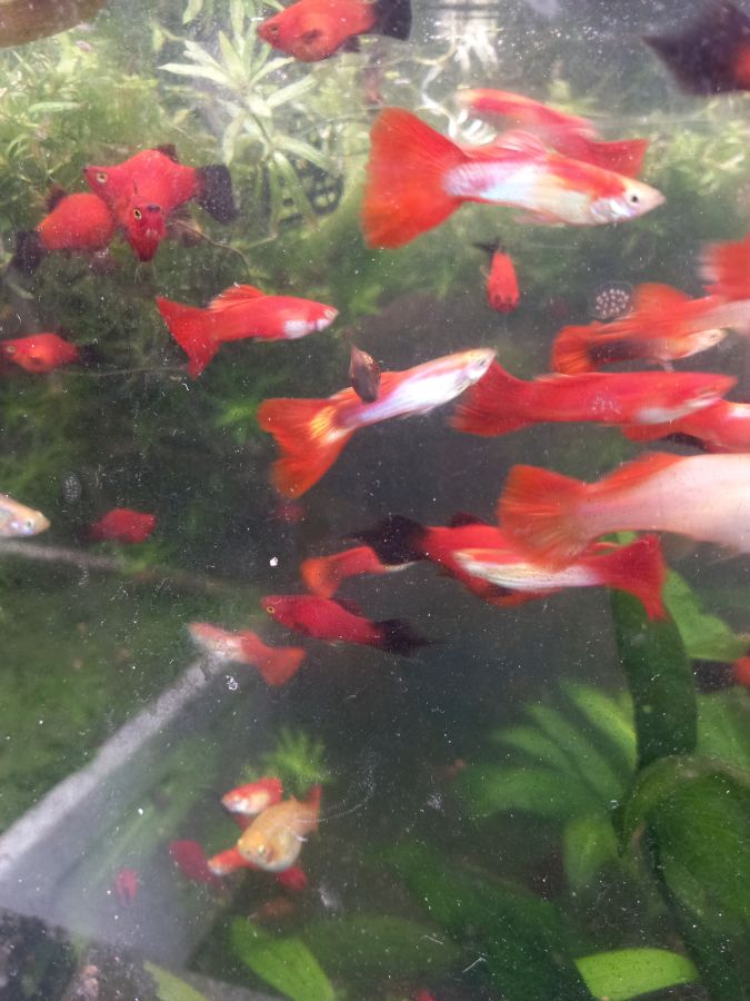 Ferme discus barbin - 97490 - unCompagnon.fr