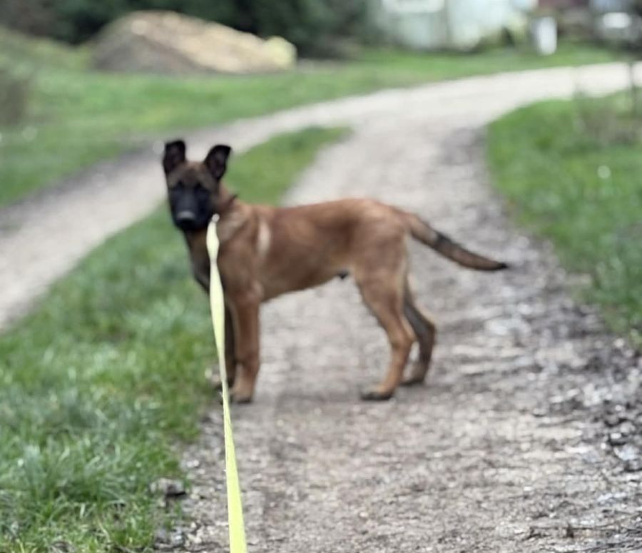 Berger belge malinois - 55230 - unCompagnon.fr