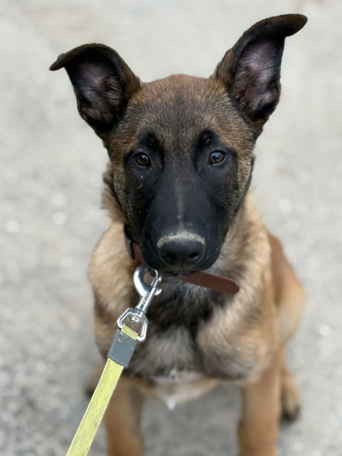 Berger belge malinois - 55230 - unCompagnon.fr