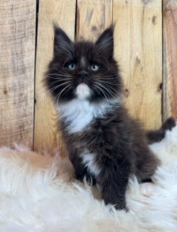 Chatons maine coon loof - 59269 - unCompagnon.fr