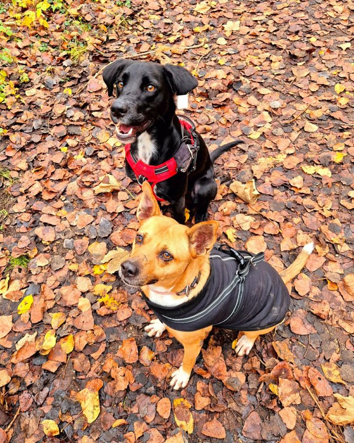 Lucy la belle - 78400 - unCompagnon.fr