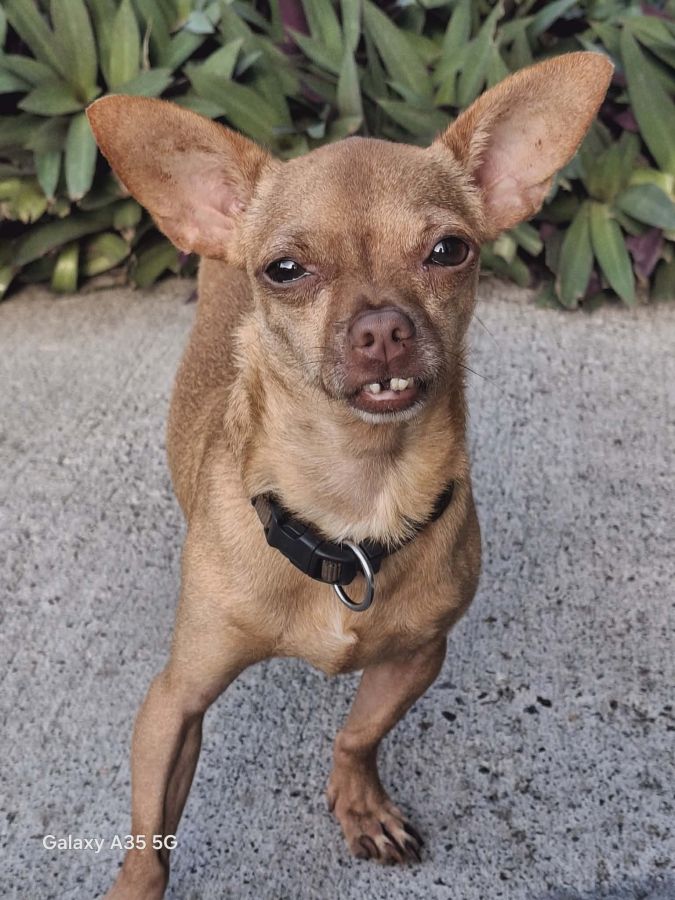 Coco, le pinscher créole - 28000 - unCompagnon.fr