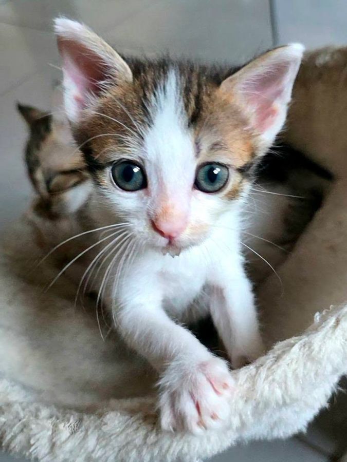 Lilith, cherche sa famille pour la vie - 26290 - unCompagnon.fr