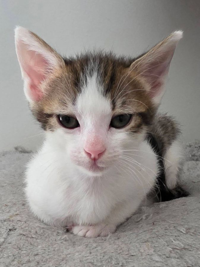 Lilith, cherche sa famille pour la vie - 26290 - unCompagnon.fr