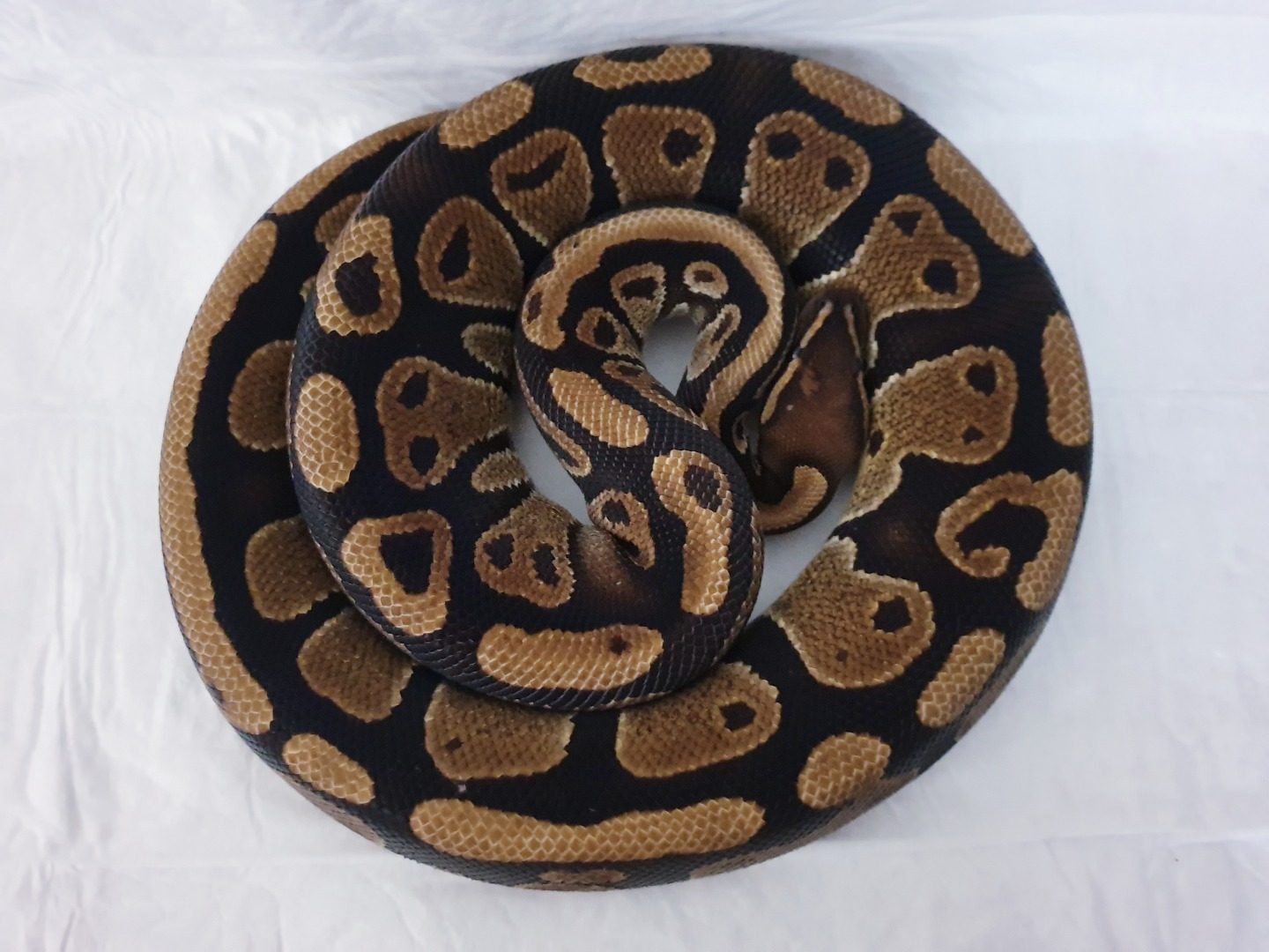 100% Dh Ultramel Piebald - 41150 - unCompagnon.fr