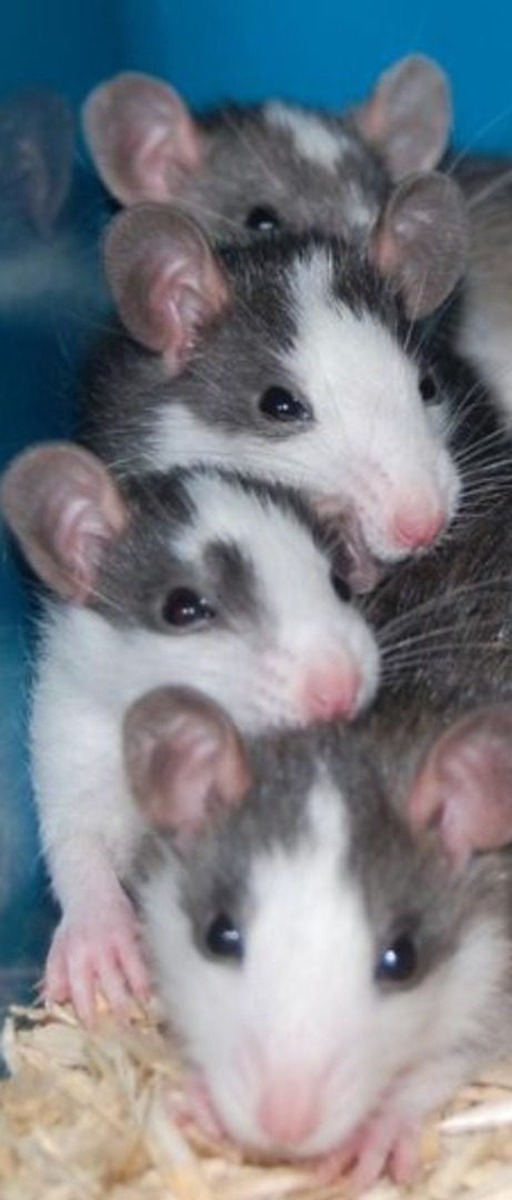 Bb Rat 5 Euro - 15000 - unCompagnon.fr