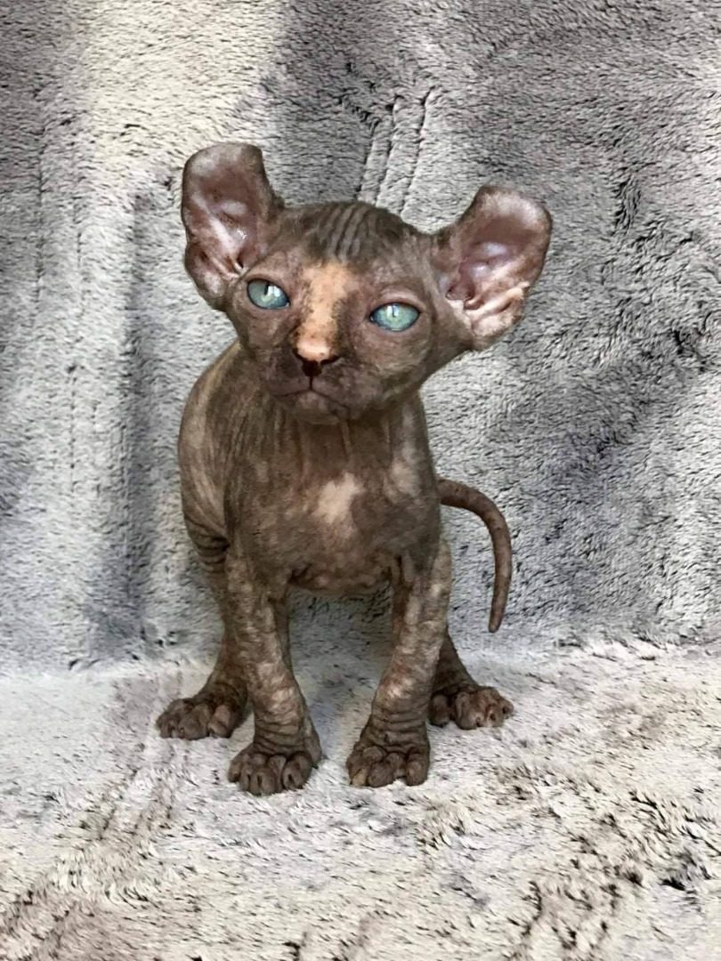 Chat Sphynx Elf | atelier-yuwa.ciao.jp