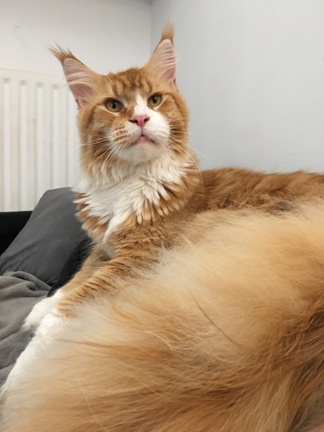 Élevage de Maine Coon LOOF à Saint-Georges-d'Orques - unCompagnon.fr