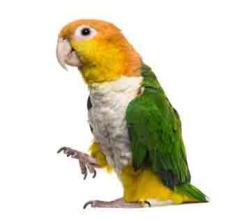 Caique à vendre, oiseaux à adopter, annonces, prix