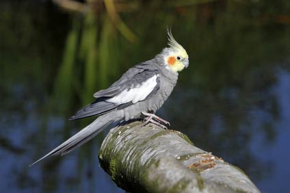 Annonces de Calopsitte elegante, oiseaux, perruches a vendre, a adopter