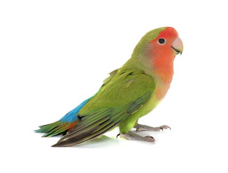 Inseparable-Rosegorge A Vendre, Annonces Inséparable À Face Rose, Achat ...