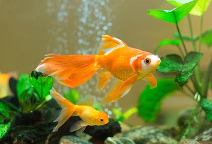 Poisson rouge, vente, adoption, oranda, queue d'éventail, frangée